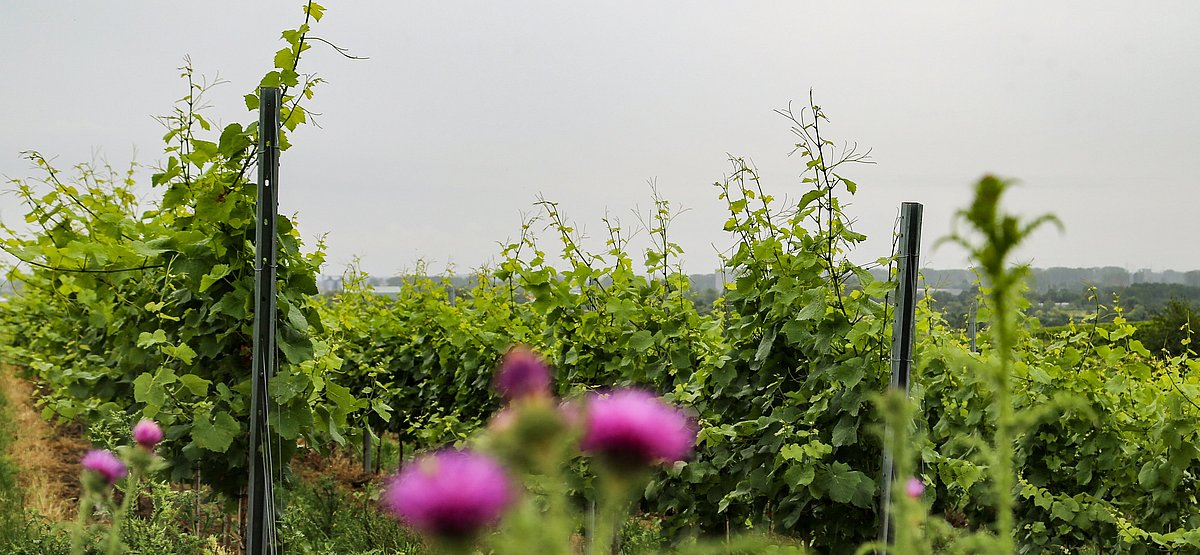 Deutsches Weininstitut: Wines of Germany: grape varieties, vineyards ...