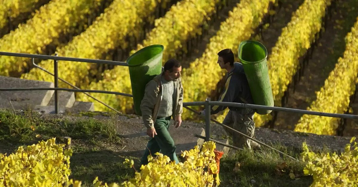 Deutsches Weininstitut: Arbeiten im Weinberg