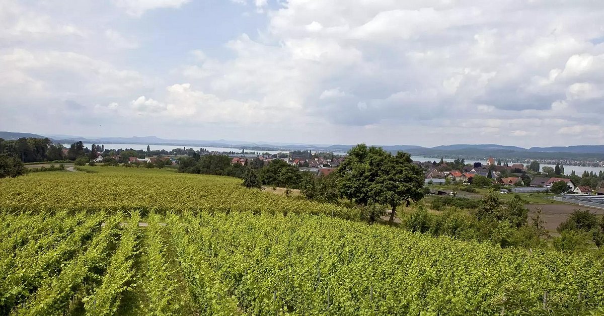 Deutsches Weininstitut: Highlights of German wine culture
