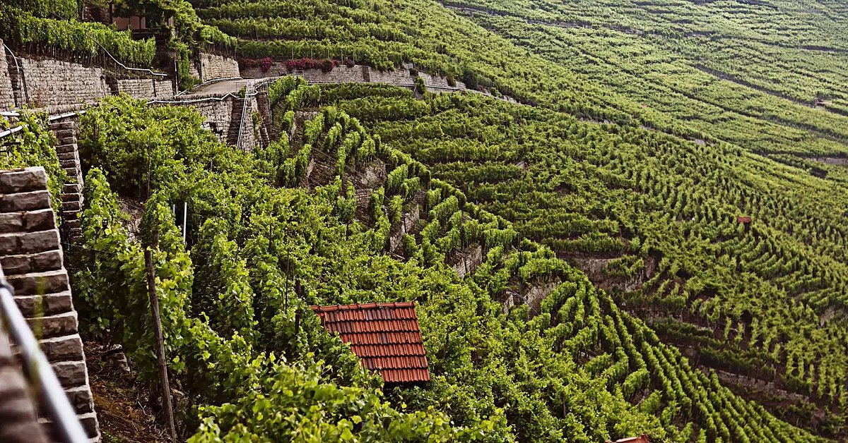 Deutsches Weininstitut: where are German wines grown