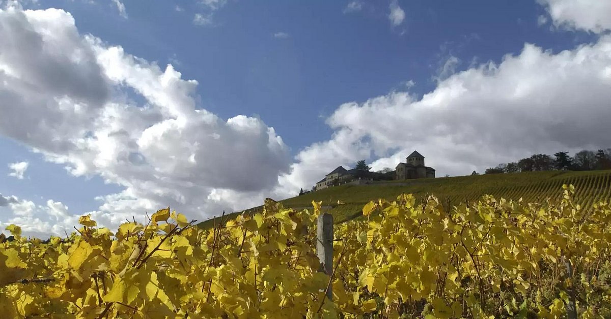 Deutsches Weininstitut: where are German wines grown