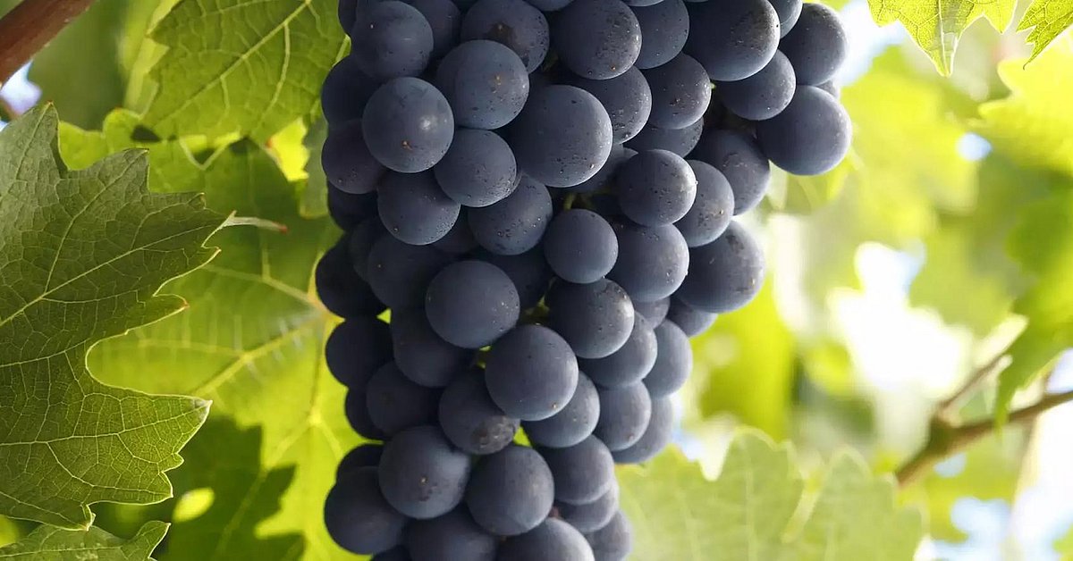 Deutsches Weininstitut: Cabernet Sauvignon