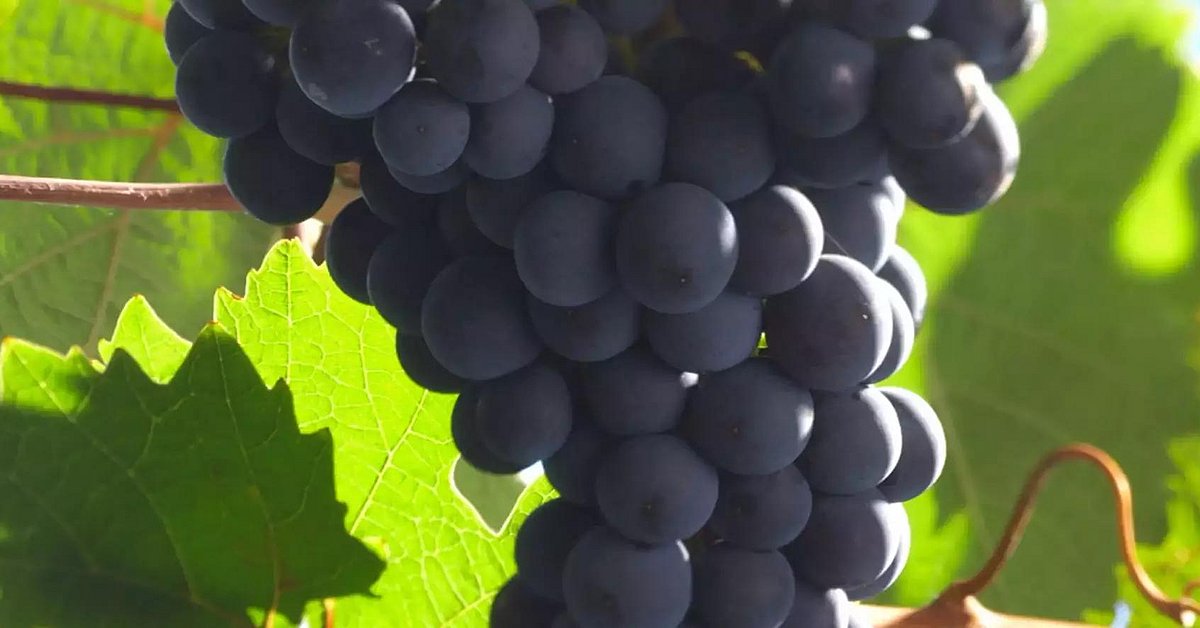 Deutsches Weininstitut: Dornfelder