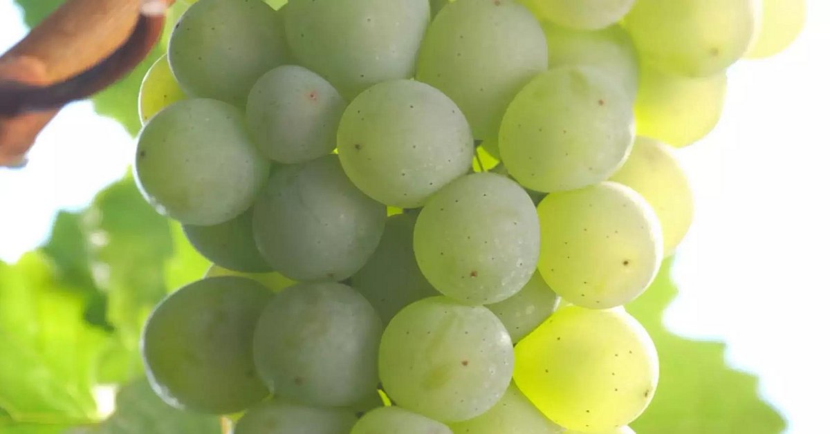Deutsches Weininstitut: Silvaner