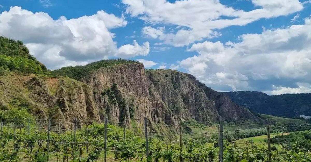 Deutsches Weininstitut: German wine news