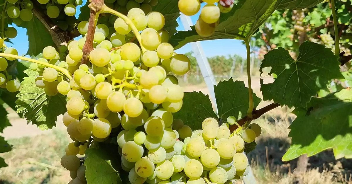 Deutsches Weininstitut: PIWI - Pilzresistente Rebsorten