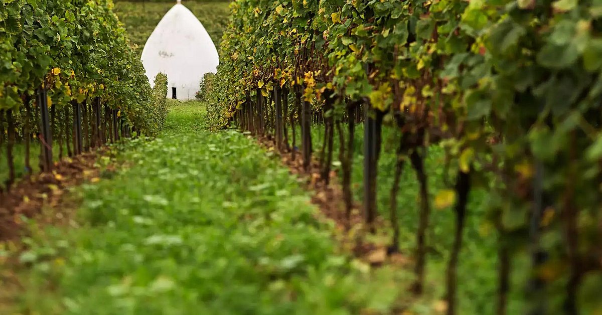 Deutsches Weininstitut: where are German wines grown