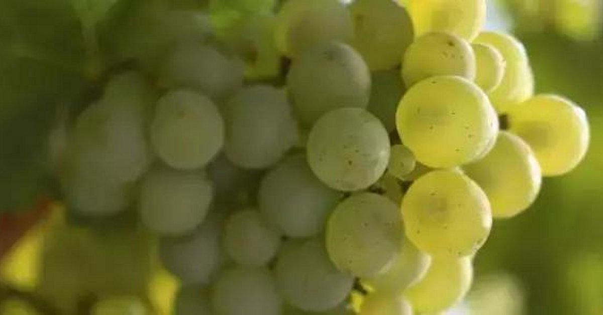 Deutsches Weininstitut: Sauvignon Blanc